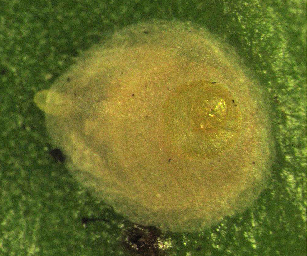 Aspidiotus (Scale insects of SW Australia) · BioDiversity4All