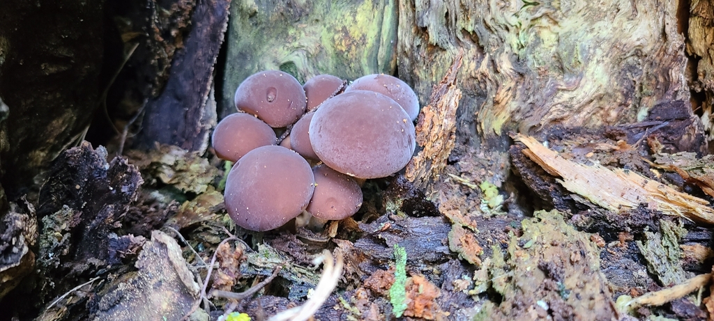 Cyclocybe parasitica from Rangiora 7400, New Zealand on November 20 ...