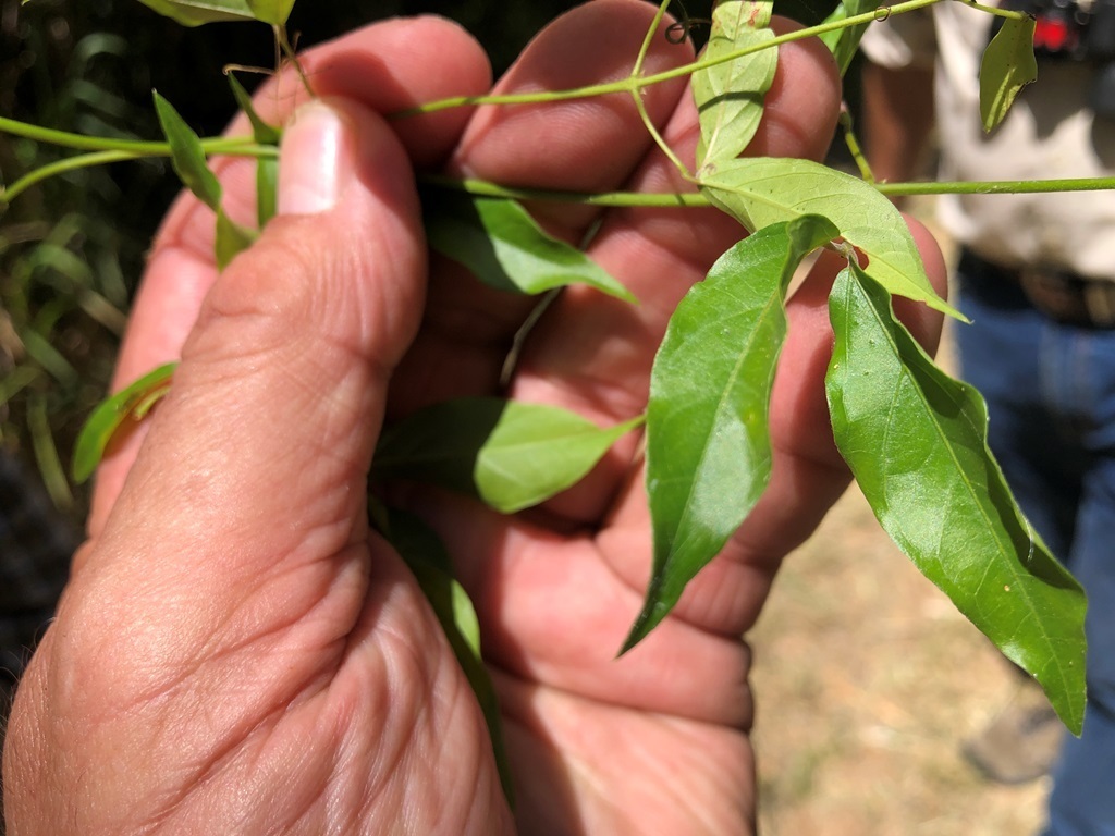 Catclaw vine from Undullah QLD 4285, Australia on November 19, 2022 at ...