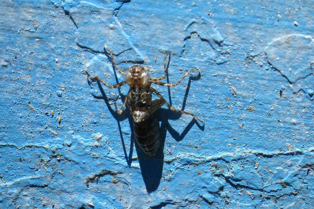 Winged and Once-winged Insects from Rancul, La Pampa, Argentina on ...