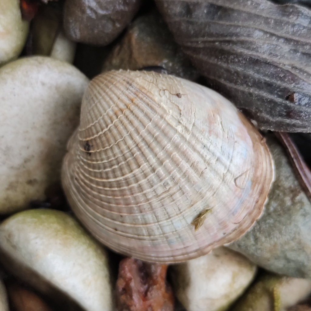 New Zealand Cockle from Hurunui, NZ-CA, NZ on November 19, 2022 at 05: ...