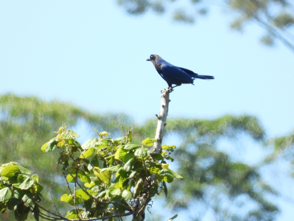 Azure Jay in November 2022 by Gloria Feltrin · iNaturalist