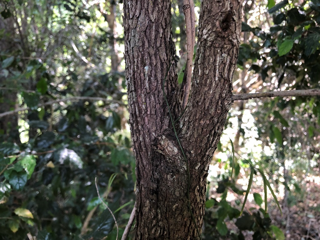 Broad Leaved Native Cherry from Undullah QLD 4285, Australia on ...