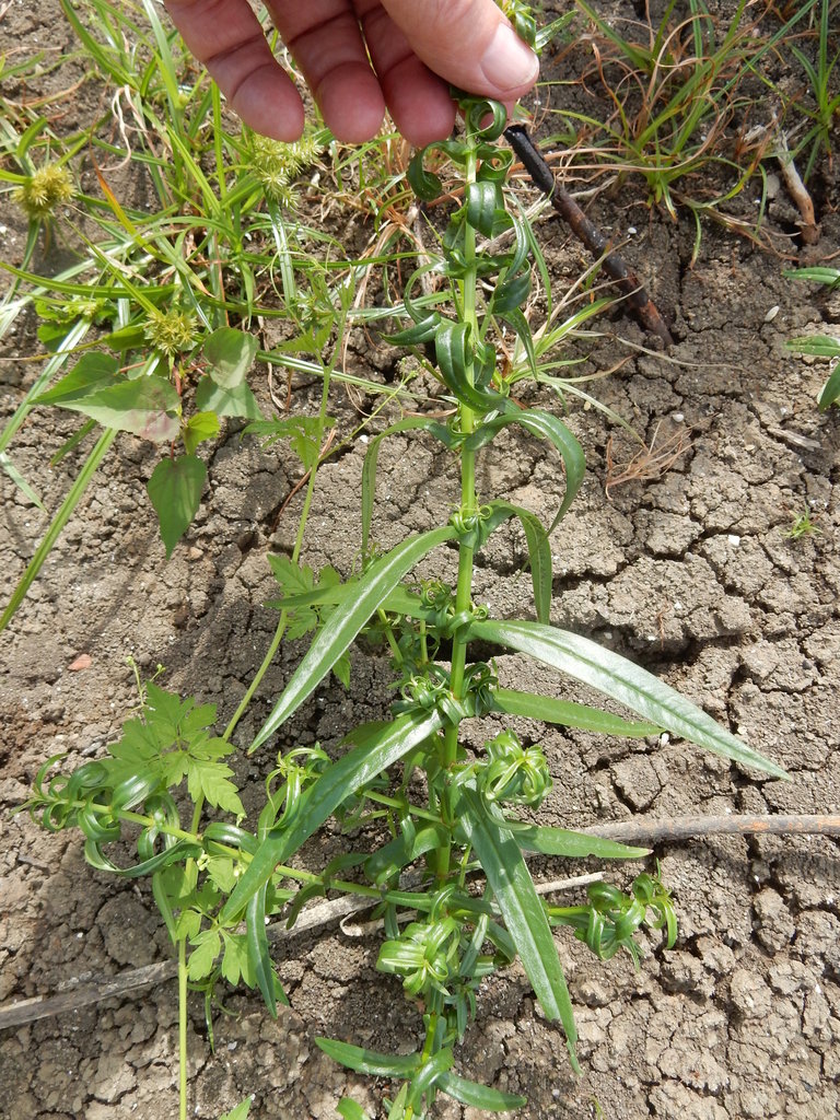Scarlet Toothcup from Dogwood Canyon Audubon Center on September 4 ...