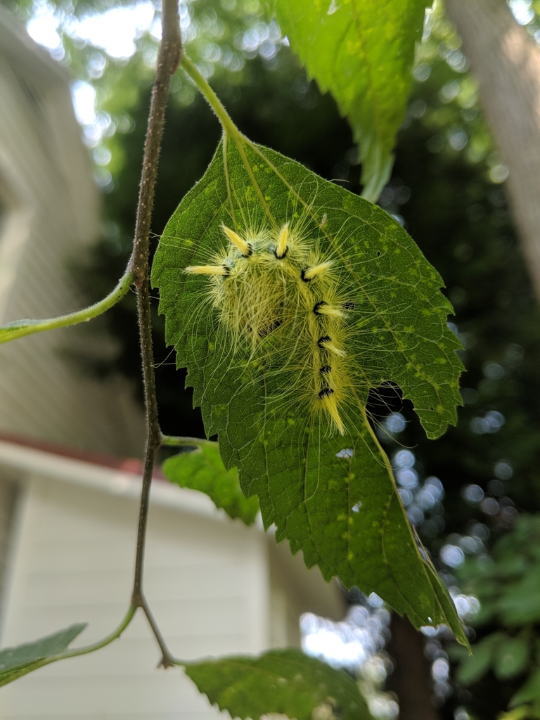 Hackberry Dagger from Clarke County, US-VA, US on August 29, 2018 by ...