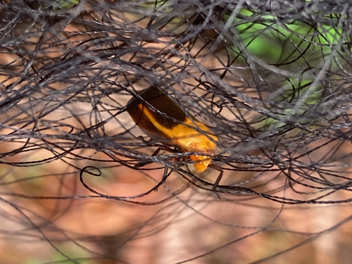 Observations by eamonccorbett · iNaturalist