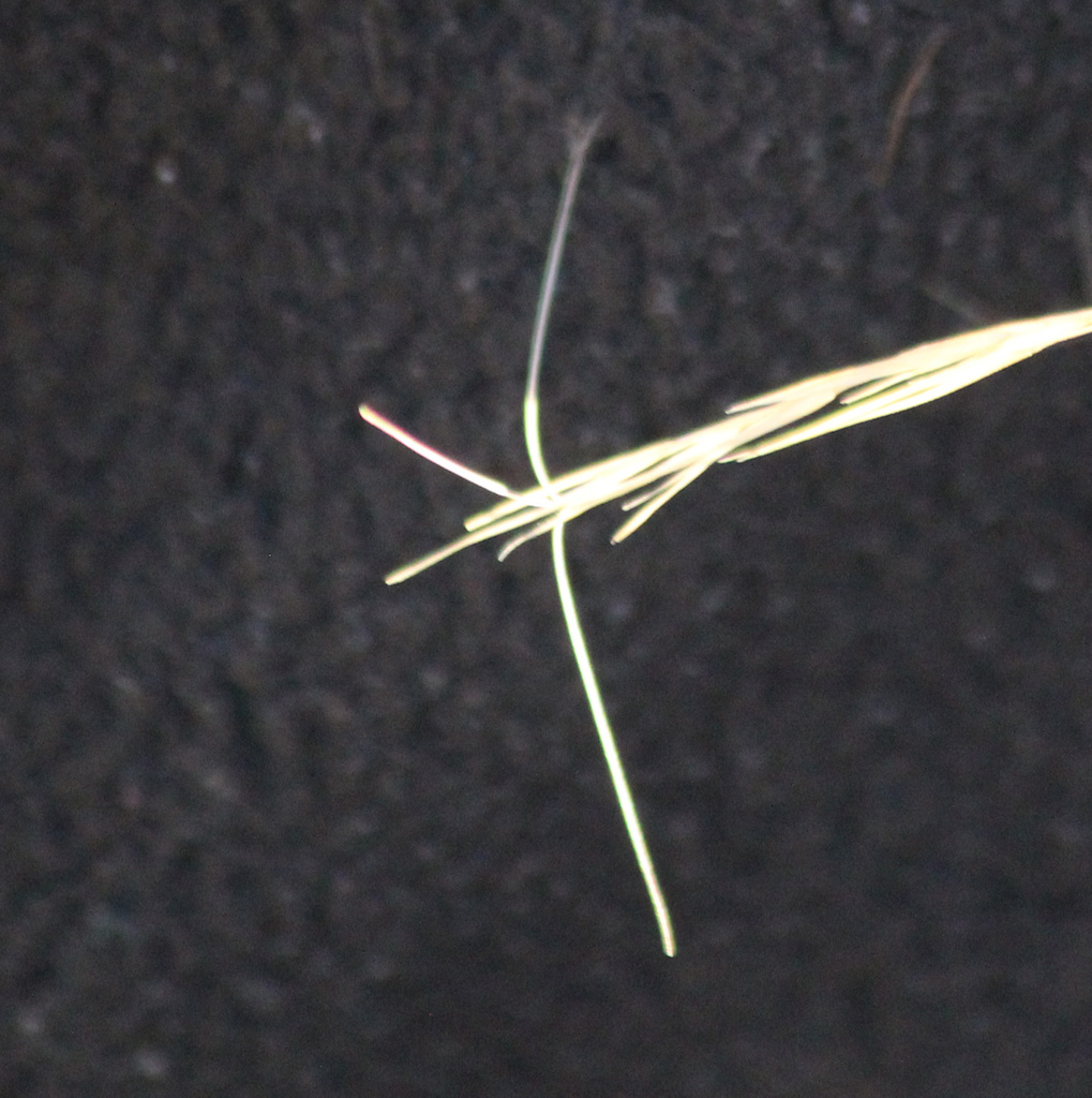 Purple Threeawn from Marana, AZ, US on November 19, 2022 at 04:26 PM by ...