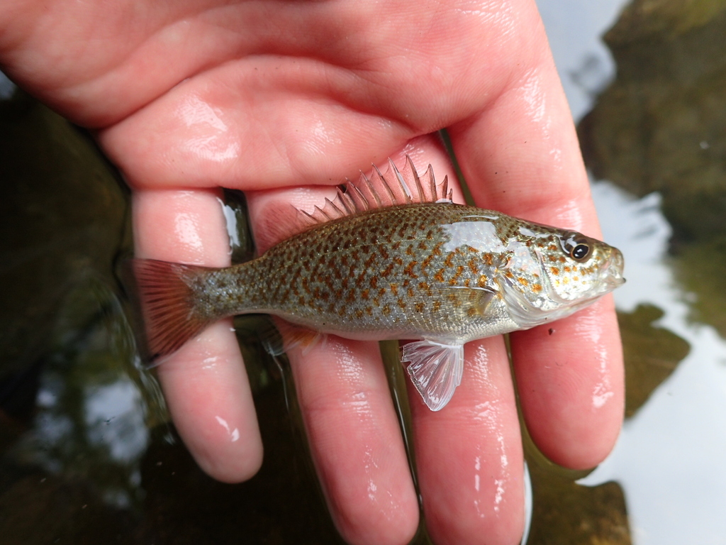 Spangled Perch from Nitmiluk NT 0852, Australia on December 22, 2018 at ...