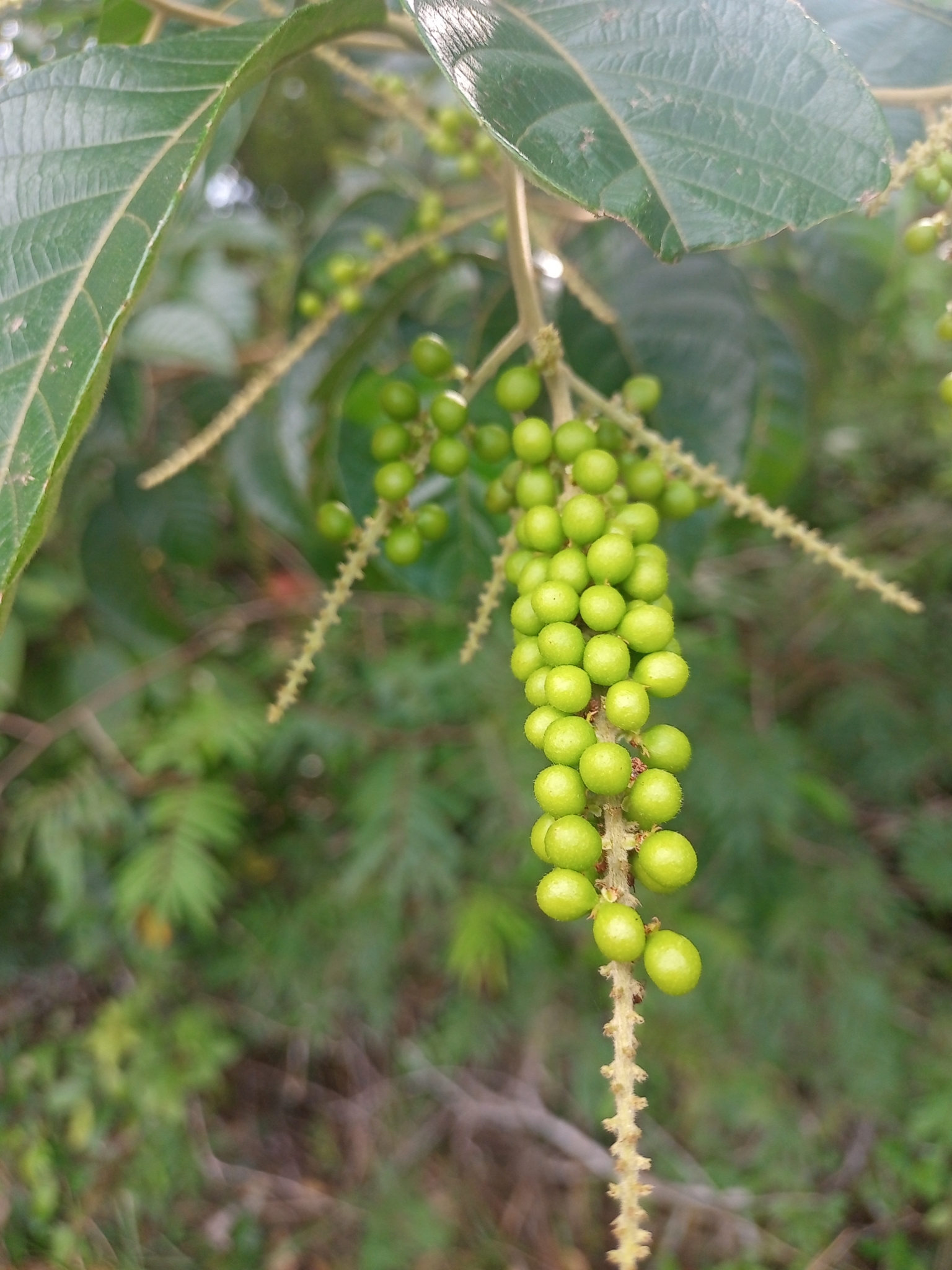 Allophylus cominia (L.) Sw.