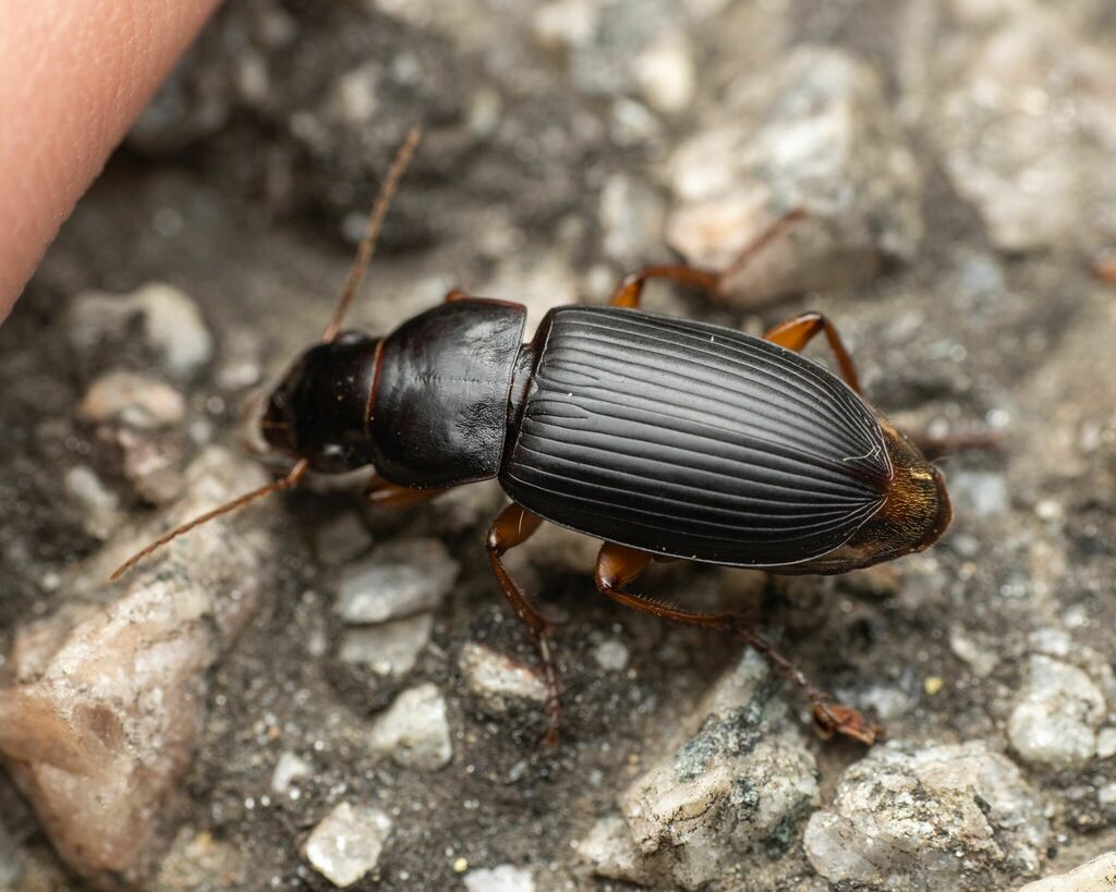 Harpalus erythropus from Travilah, MD, USA on October 16, 2022 at 01:16 ...
