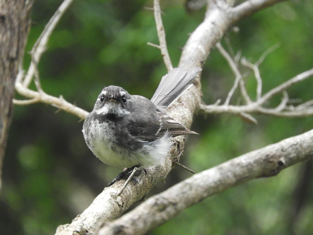Grey Fantail from Tyabb VIC 3913, Australia on November 20, 2022 at 10: ...