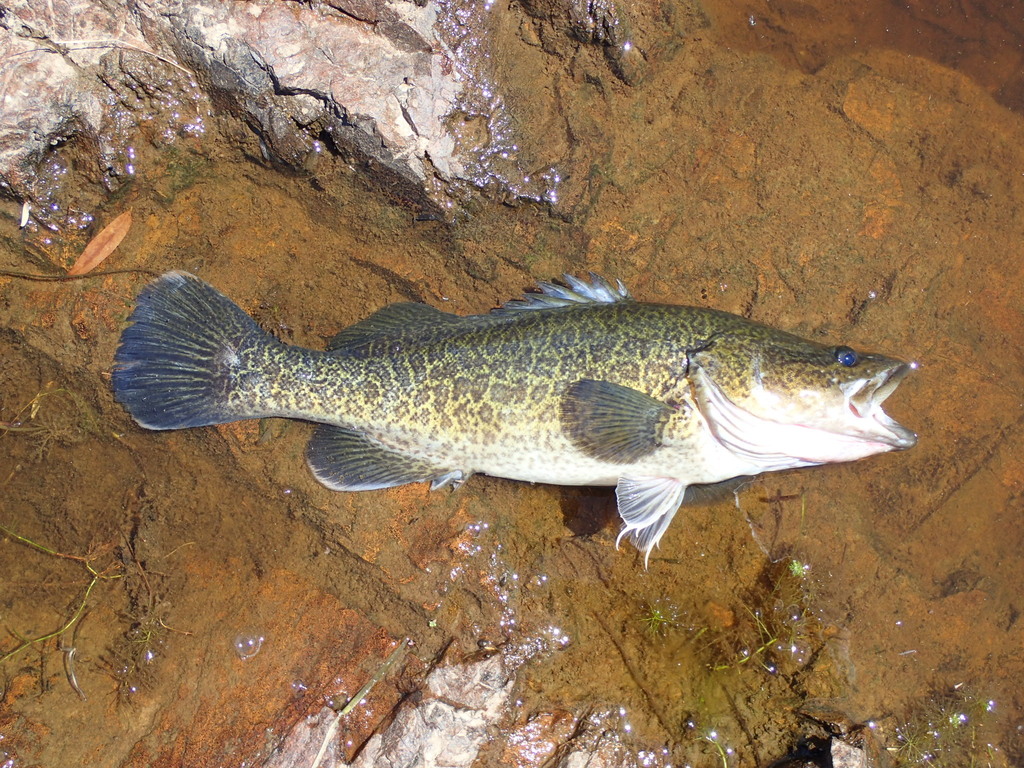 Murray Cod in December 2018 by Michael Verdirame · iNaturalist