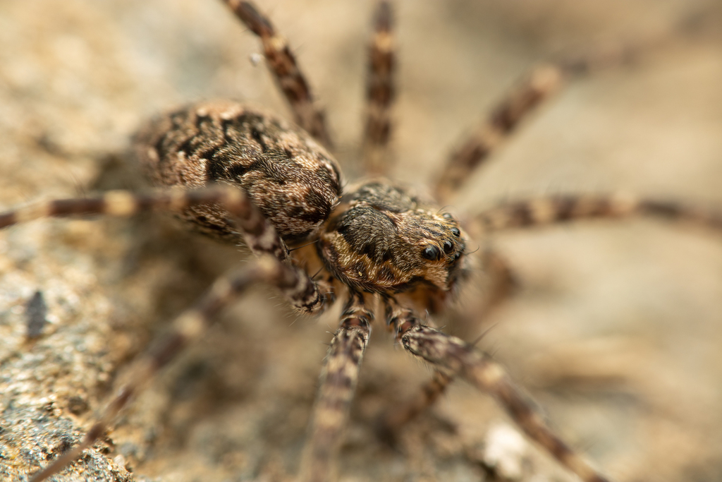 Dark Fishing Spider (Casa Tortuga) · iNaturalist