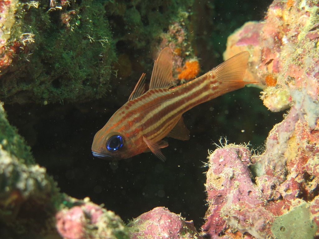 Blue-eye Cardinalfish (Ostorhinchus compressus) - Marine Life ...