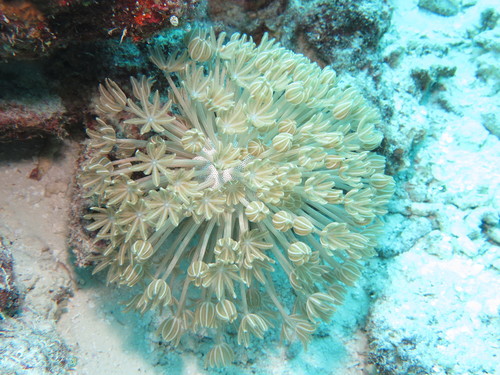 Genus Heteroxenia · iNaturalist United Kingdom