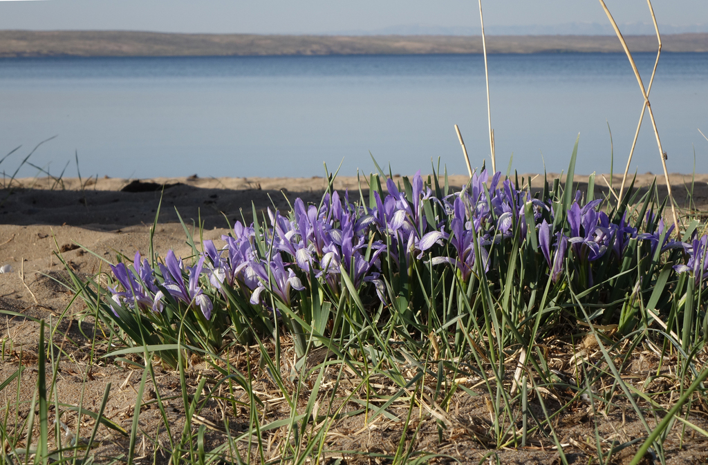 Iris lactea biglumis from Russia, Tyva Republic, Ubsu-Nur Depression ...