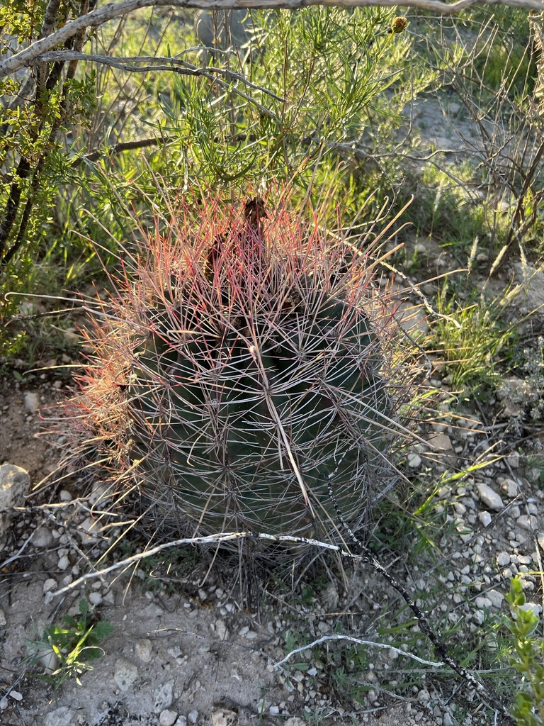 Hamatocactus hamatacanthus hamatacanthus from NE Interstate 10 Frontage ...