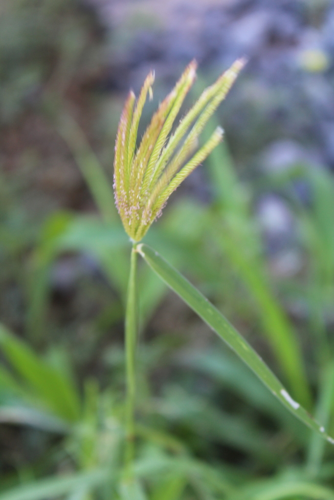 feather finger grass in September 2022 by Ana Gatica Colima · iNaturalist