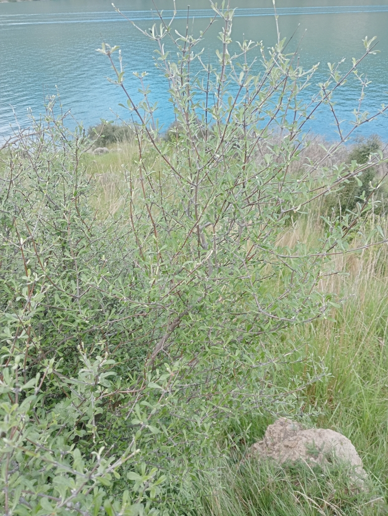Olearia odorata from Clyde, New Zealand on November 20, 2022 at 03:38 ...