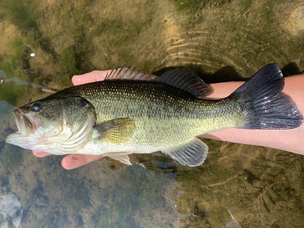 Largemouth Bass (Micropterus nigricans) - Marine Life Identification
