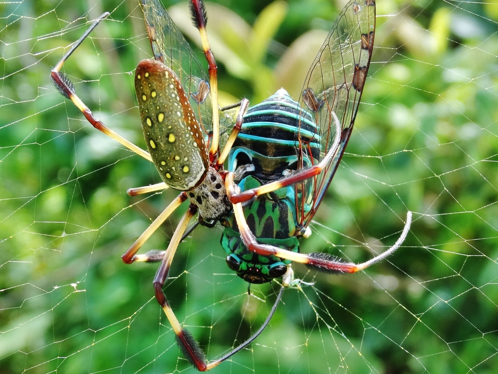 Golden Silk Spider from Panamá Oeste, Panama on August 27, 2016 at 09: ...
