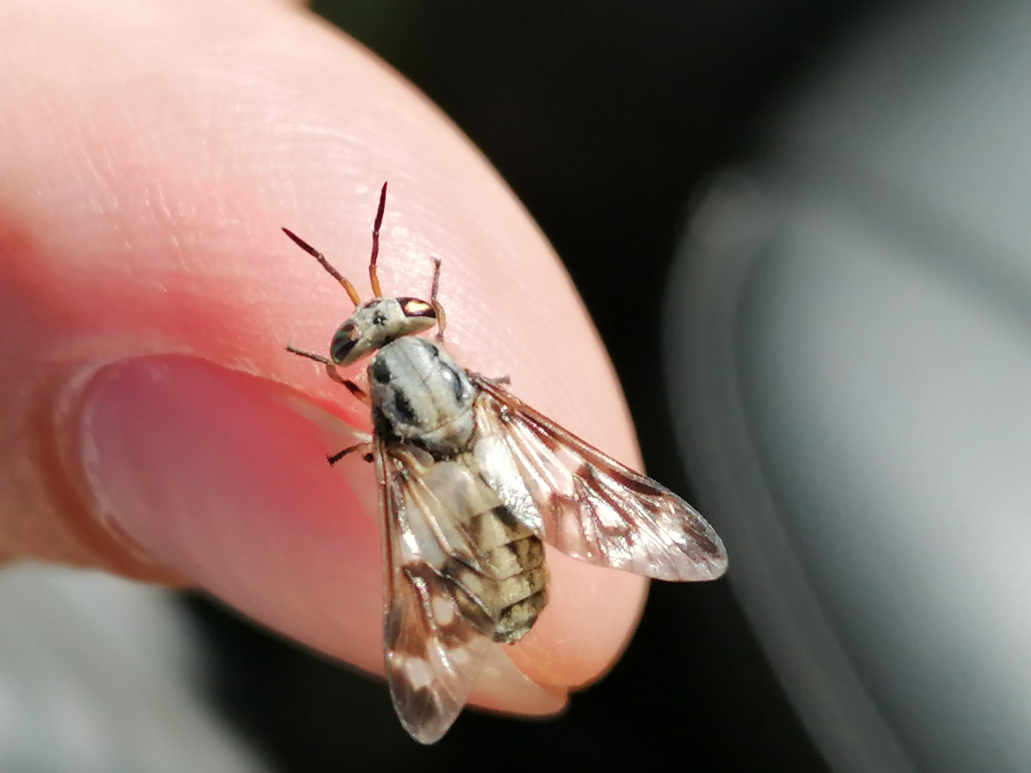 Chrysops mauritanicus Costa, 1893