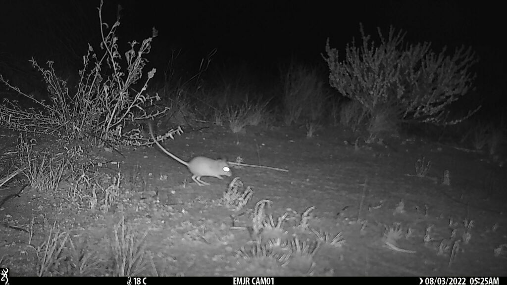 Hopping Mice from Innamincka SA 5731, Australia on August 03, 2022 at ...