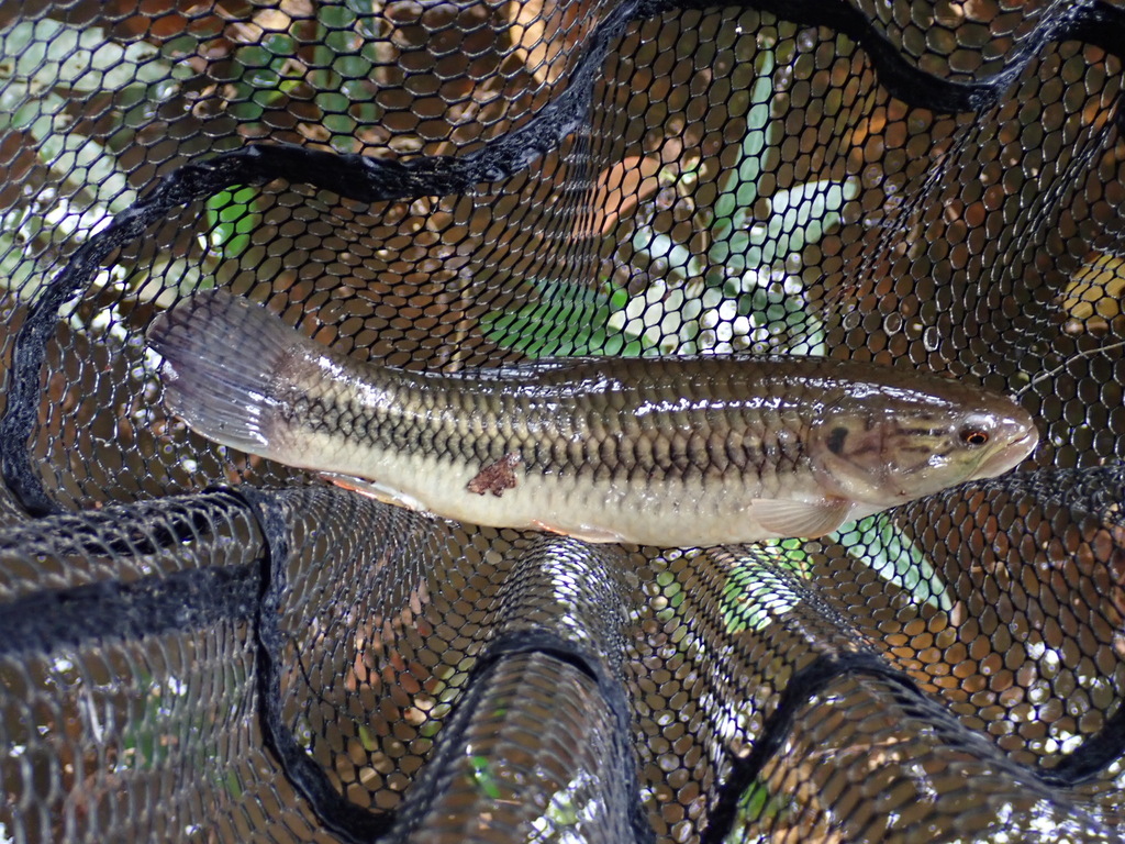 Gold Wolf Fish in March 2022 by Michael Verdirame · iNaturalist