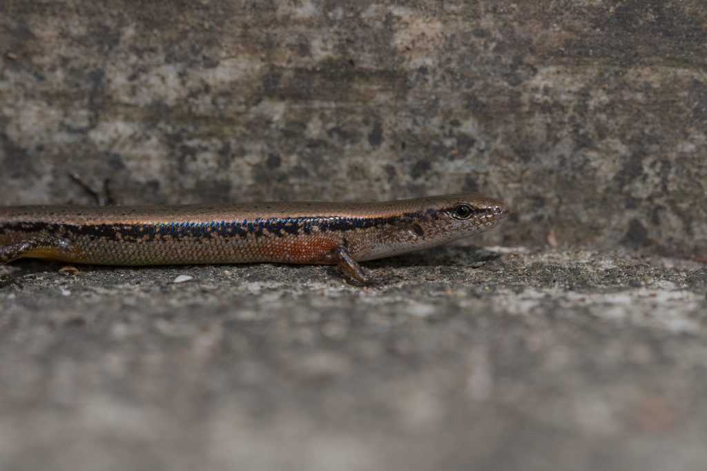 Reeves's Ground Skink from 中国广东省广州市海珠区 on November 13, 2022 at 05:06 AM ...