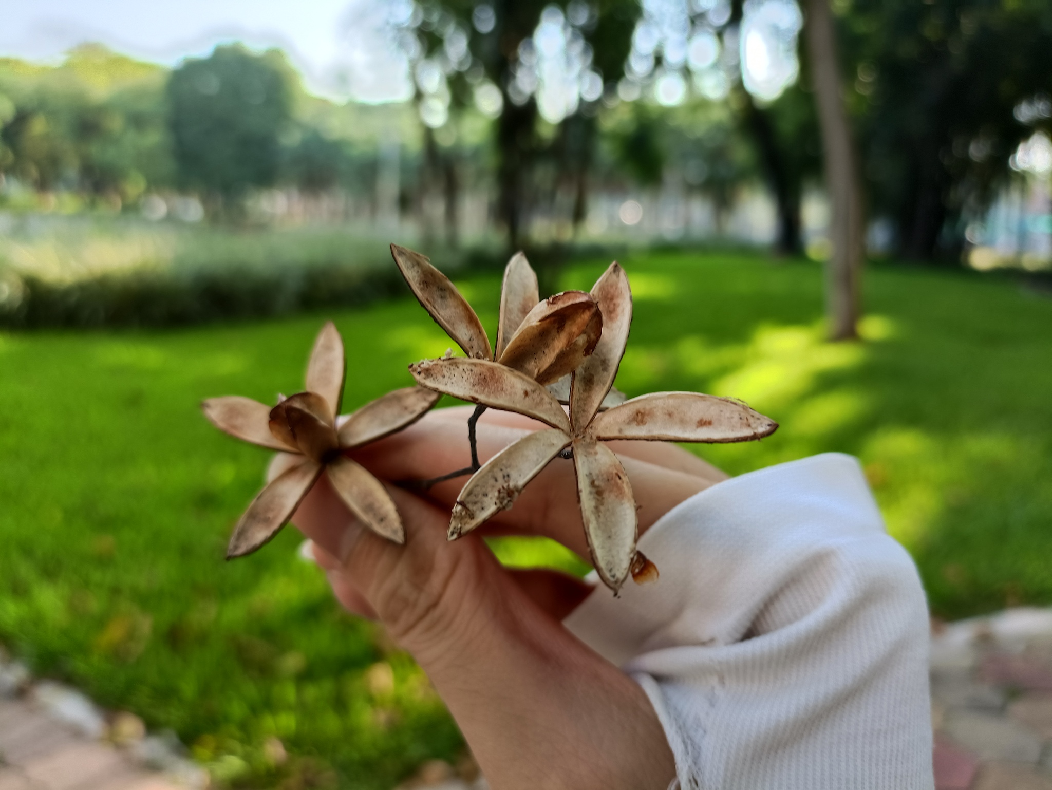 Toona sureni (Blume) Merr.