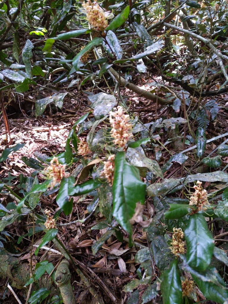 spice bush from Natural Bridge QLD 4211, Australia on November 19, 2022 ...