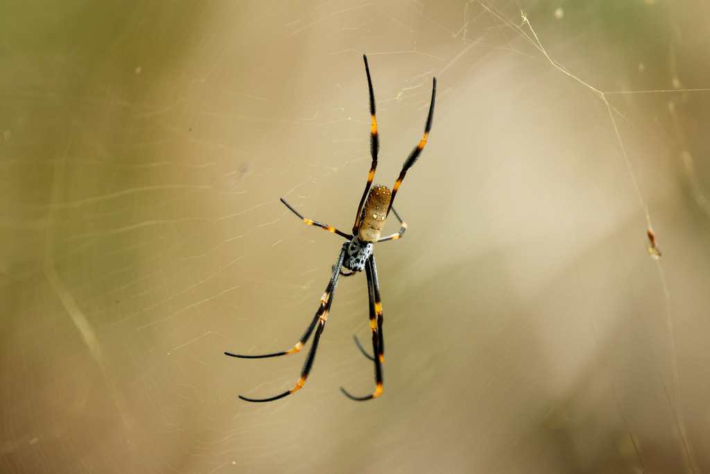 Tiger Spider from Southedge QLD 4871, Australia on October 17, 2022 at ...