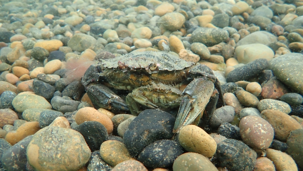 True Crabs from Argentina on March 13, 2022 at 06:09 PM by Jonatan ...