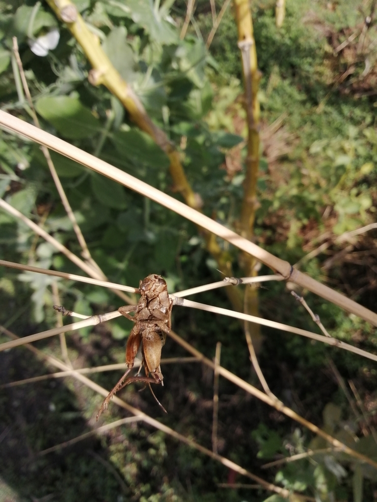 Emma Field Cricket from 857 Hagiharachō, Ikoma, Nara 630-0234, Japan on ...