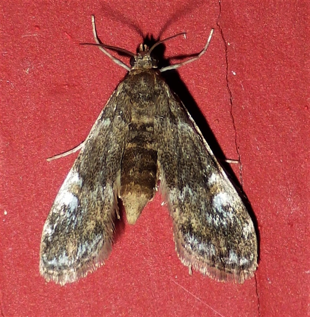 Waterlily Leafcutter Moth from Schuyler County, NY, USA on September 1 ...