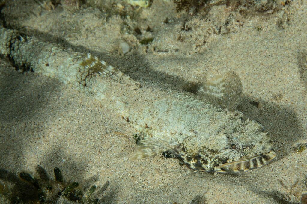 Clouded Lizardfish from Slaughter Bay, Kingston 2899, Norfolk Island on ...
