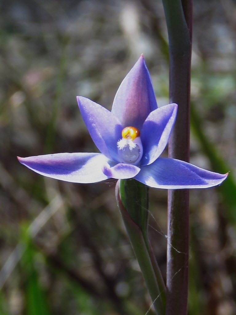 Scented sun-orchid in November 2022 by Chris Jonkers. A robust orchid ...