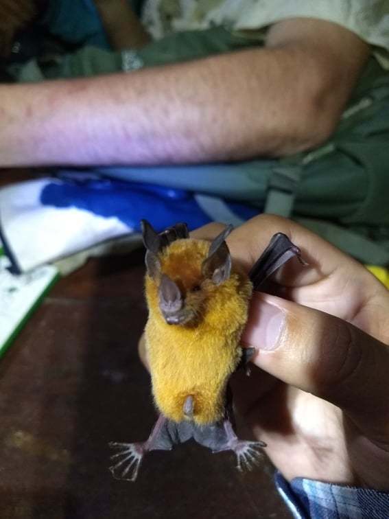 Niceforo's Big-eared Bat from Perú on August 23, 2018 at 01:25 PM by ...