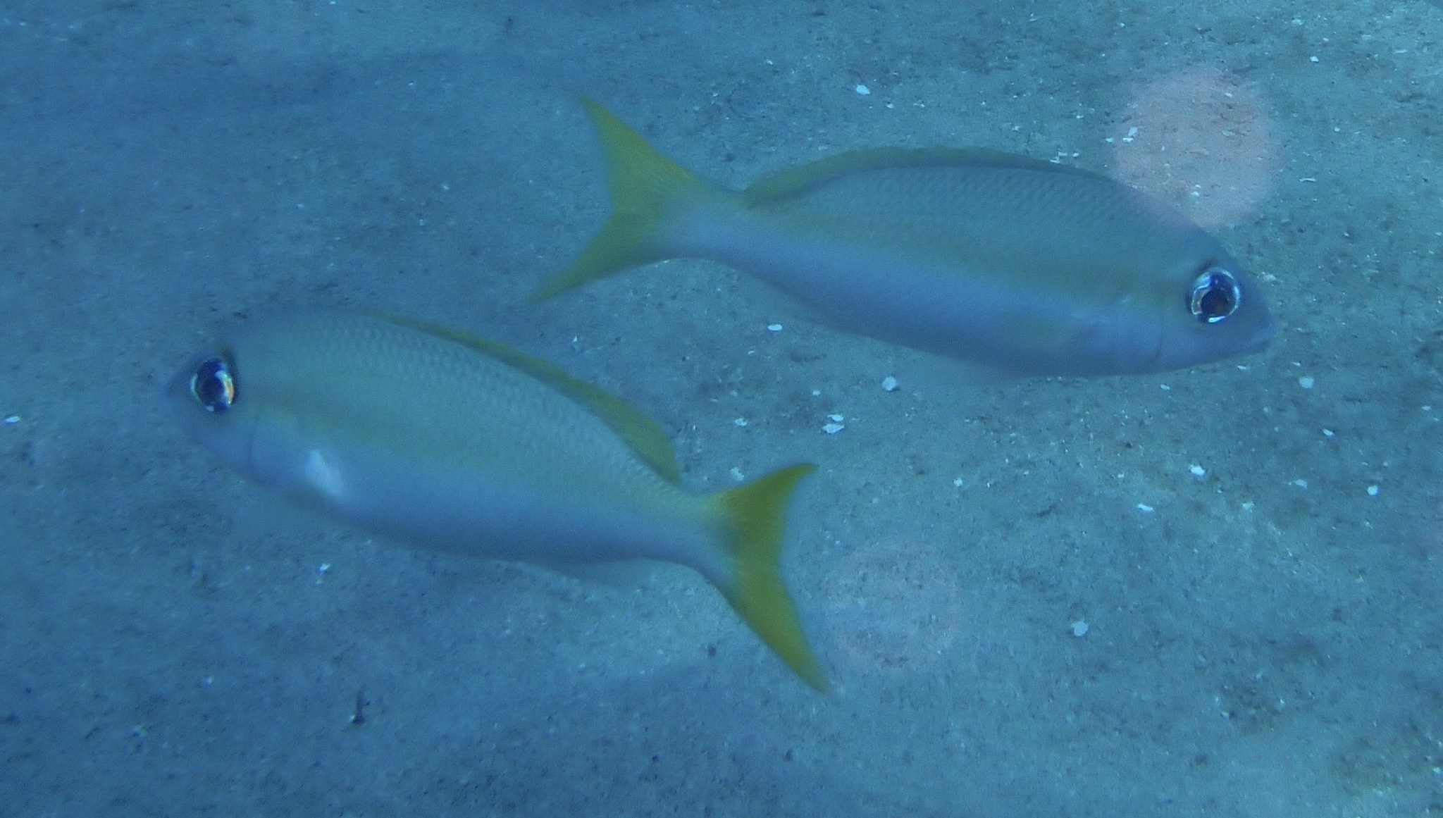 Scolopsis affinis Peters, 1877