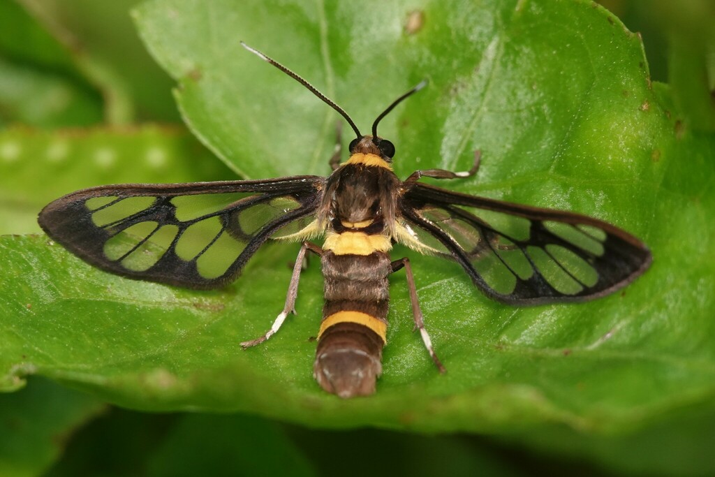 Handmaiden moth from Mandai, Singapore on November 20, 2022 at 10:56 AM ...
