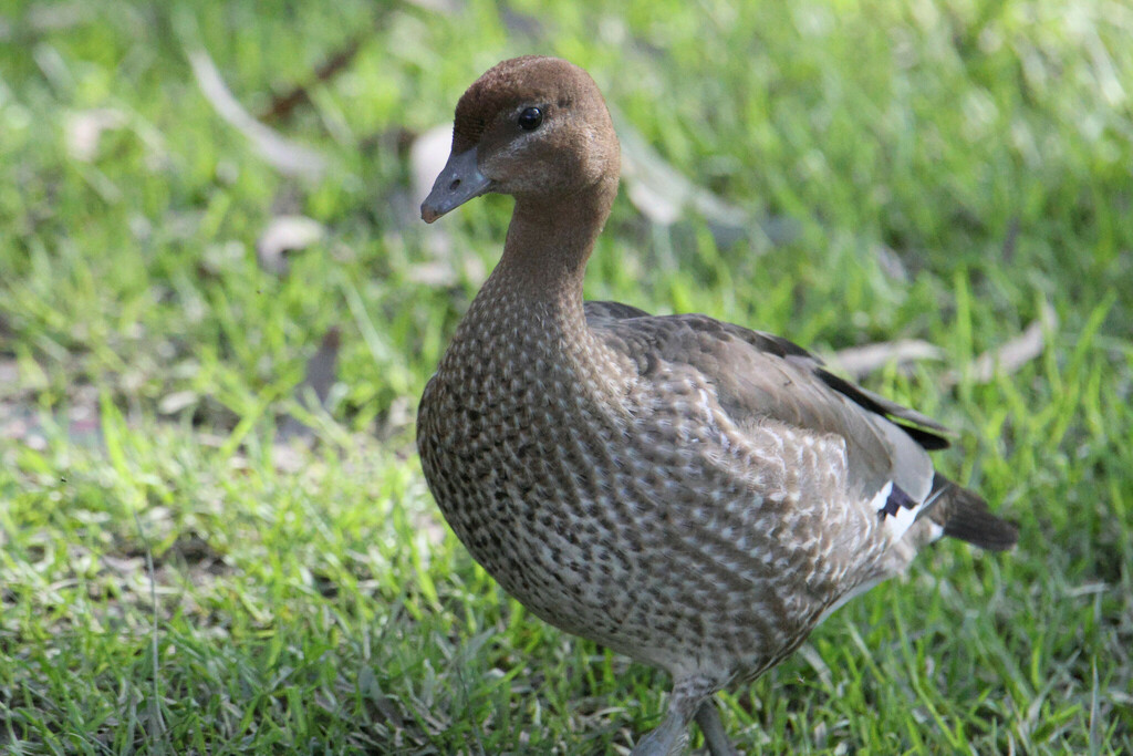Australian Wood Duck from Geelong VIC, Australia on November 18, 2022 ...