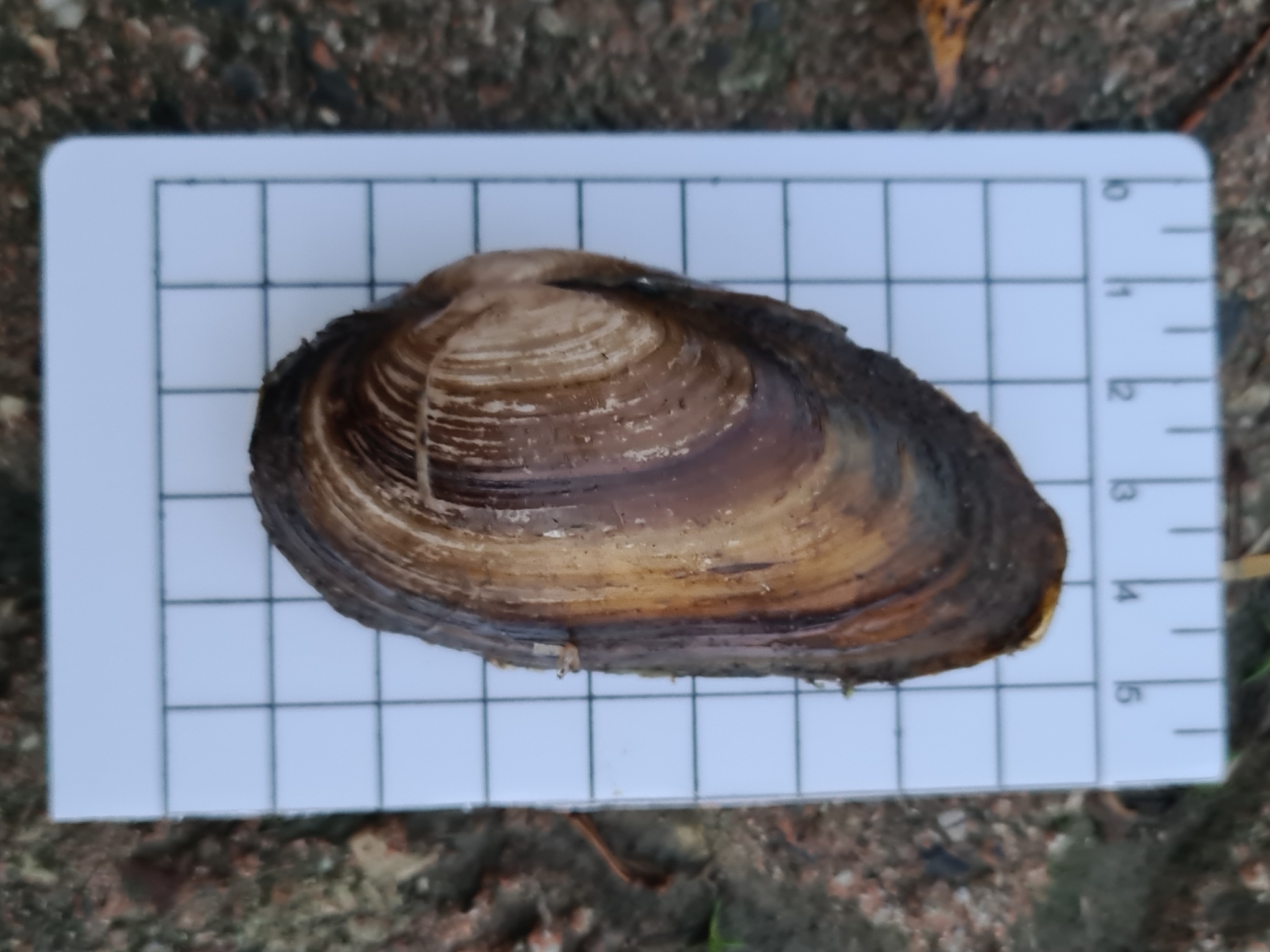 Unio mancus Lamarck, 1819