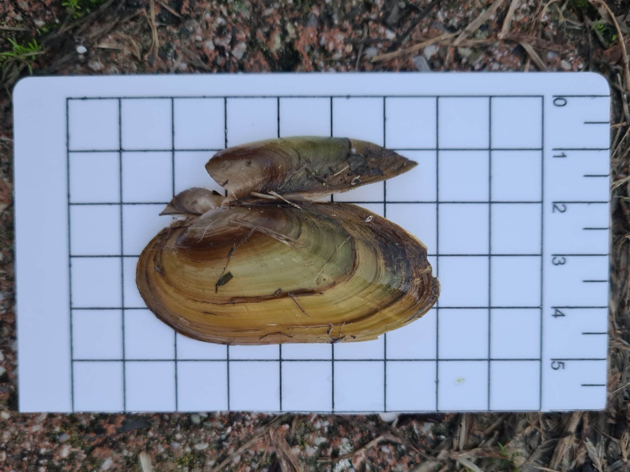 Unio mancus Lamarck, 1819