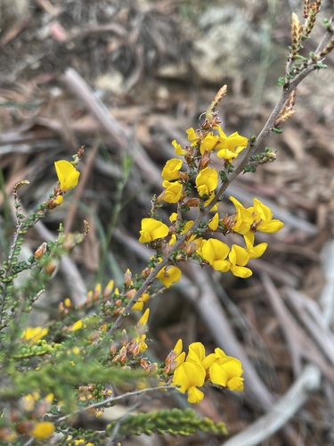 Bossiaea distichoclada · iNaturalist