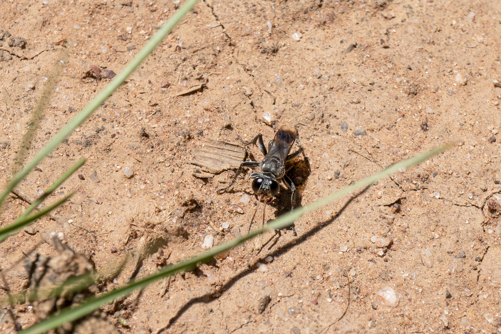 Flower-loving Flies from Tregole, Murweh, Queensland, Australia on ...