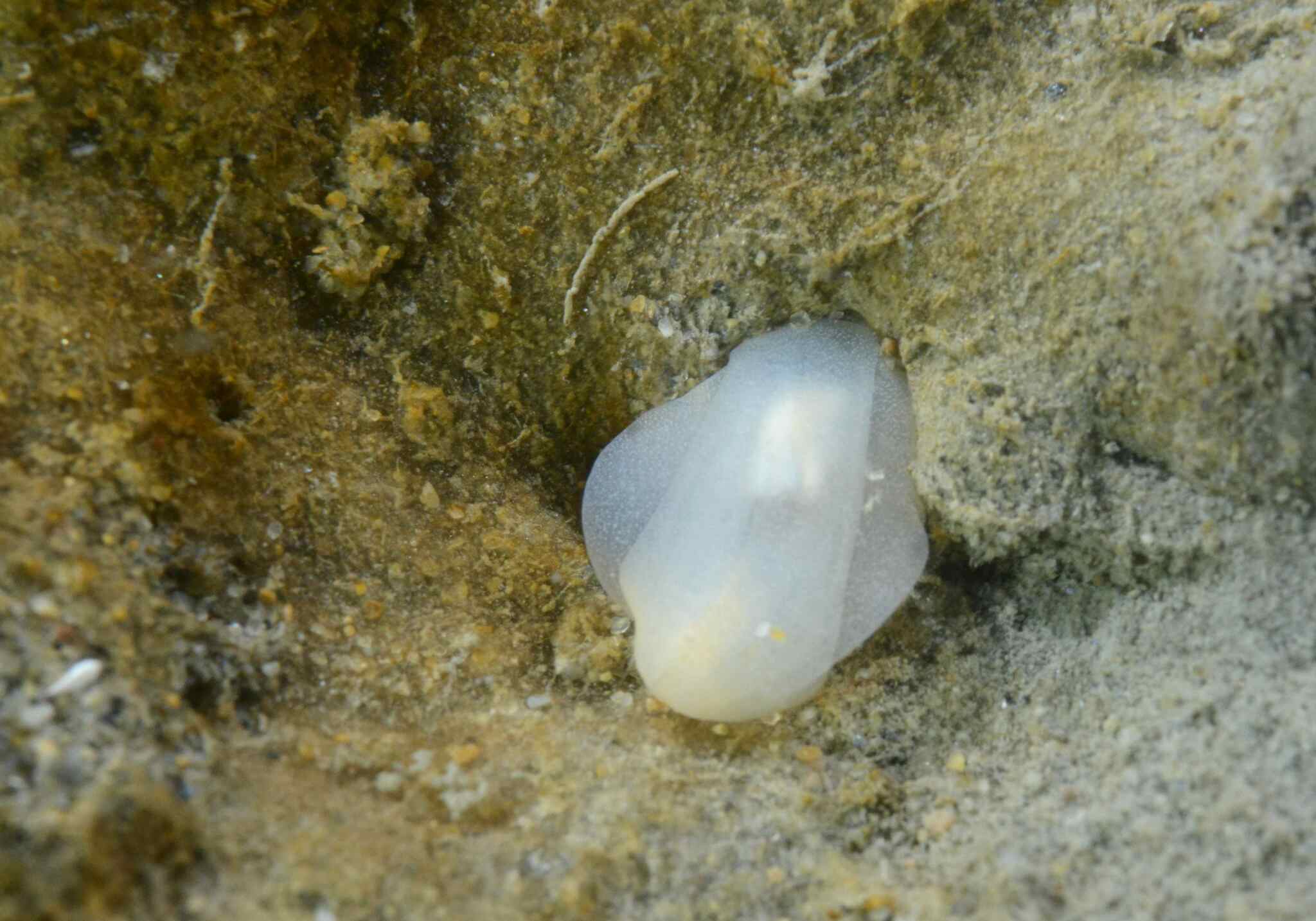 Philine quadripartita Ascanius, 1772