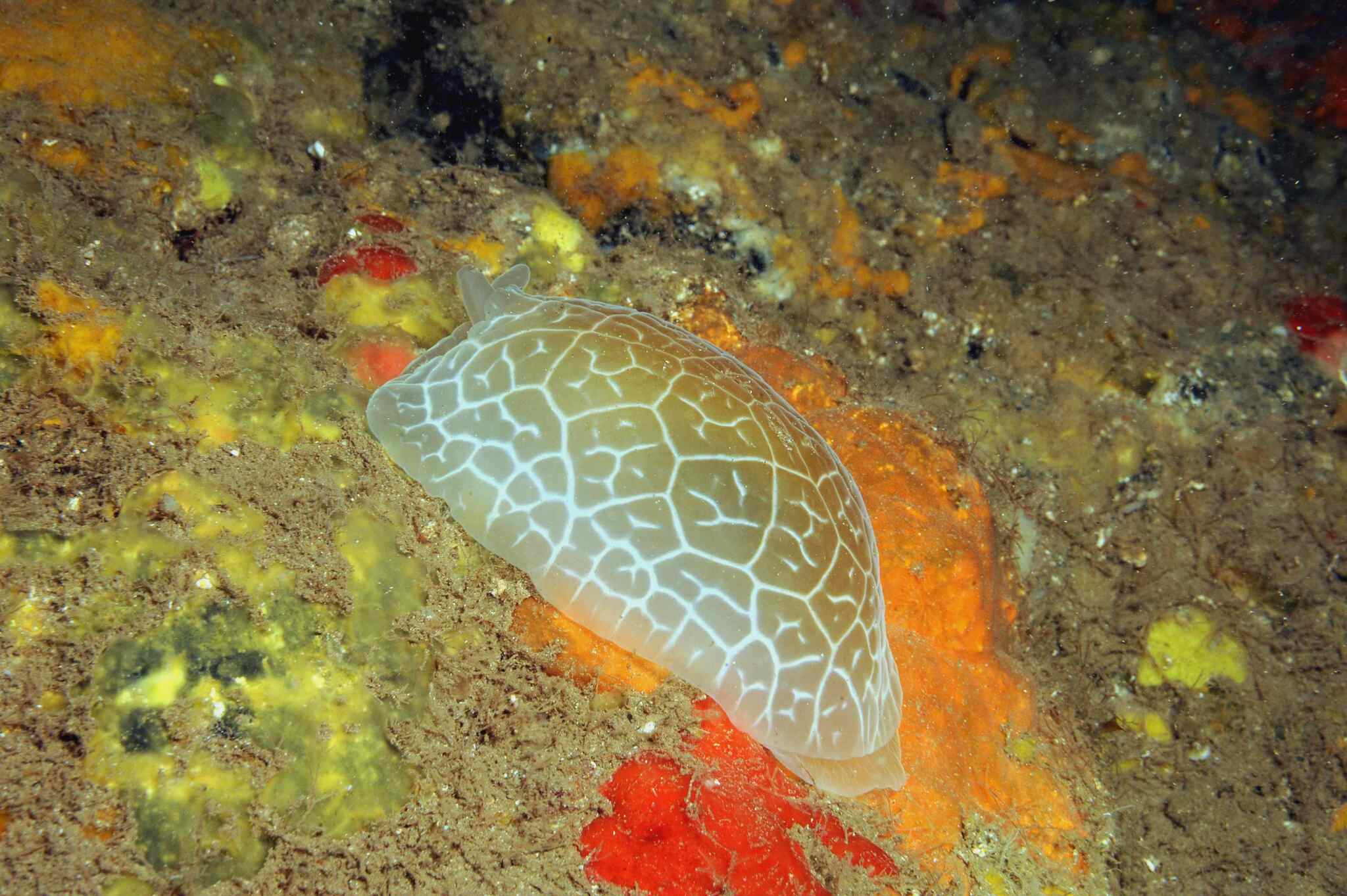 Pleurobranchus reticulatus Rang, 1832