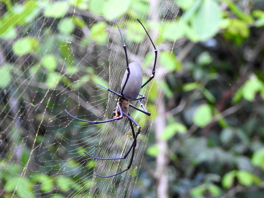 Giant Golden Orbweaver from Wongaling Beach QLD 4852, Australia on ...