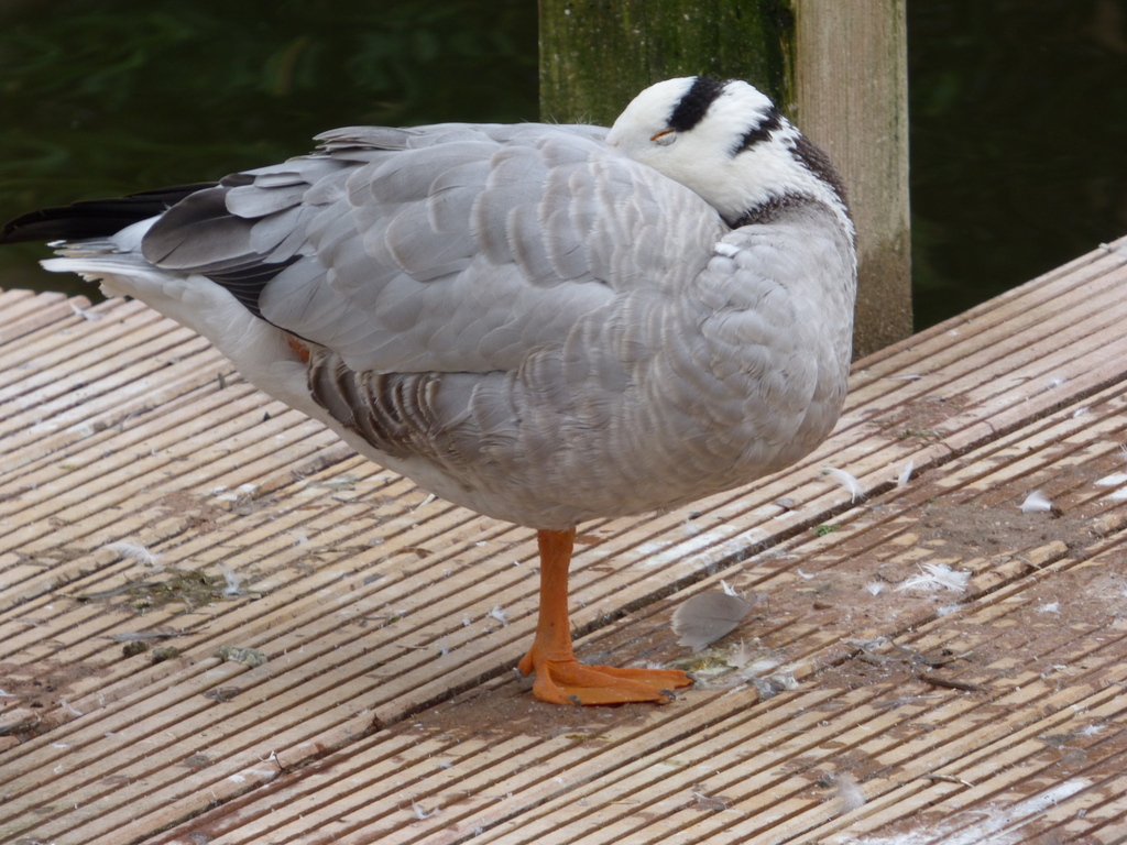 Bar-headed Goose from Grebbeweg 111, 3911 AV Rhenen, Netherlands on ...