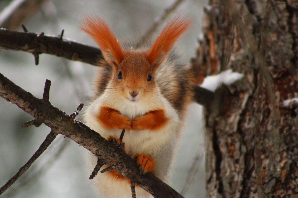 Eurasian Red Squirrel (Sciurus vulgaris) - Know Your Mammals
